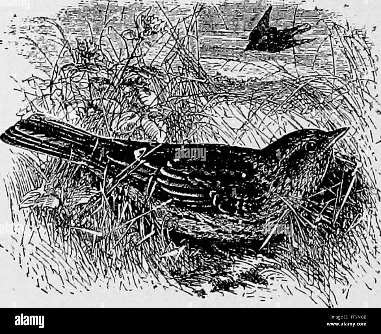 Bird birdwatchers avian Black and White Stock Photos & Images - Alamy