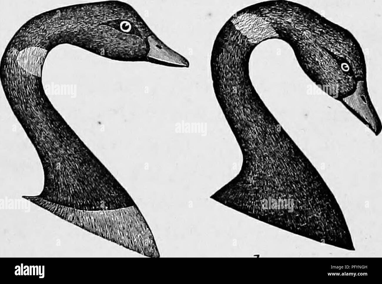 Emperor goose Black and White Stock Photos & Images - Alamy