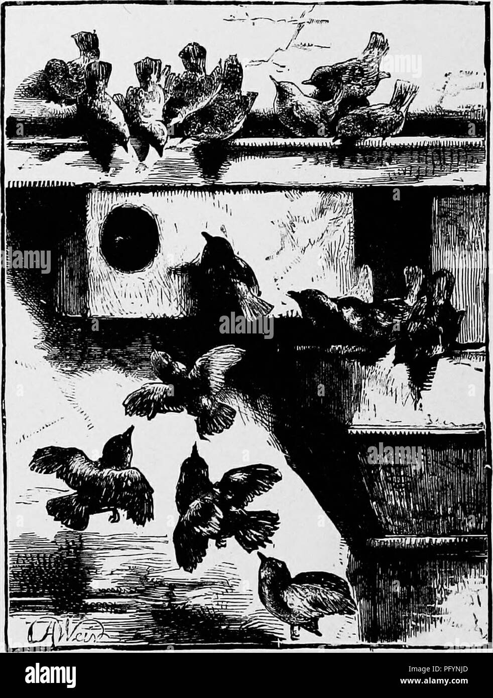 This book by Wilson Flagg explores the birds of New England, detailing ...