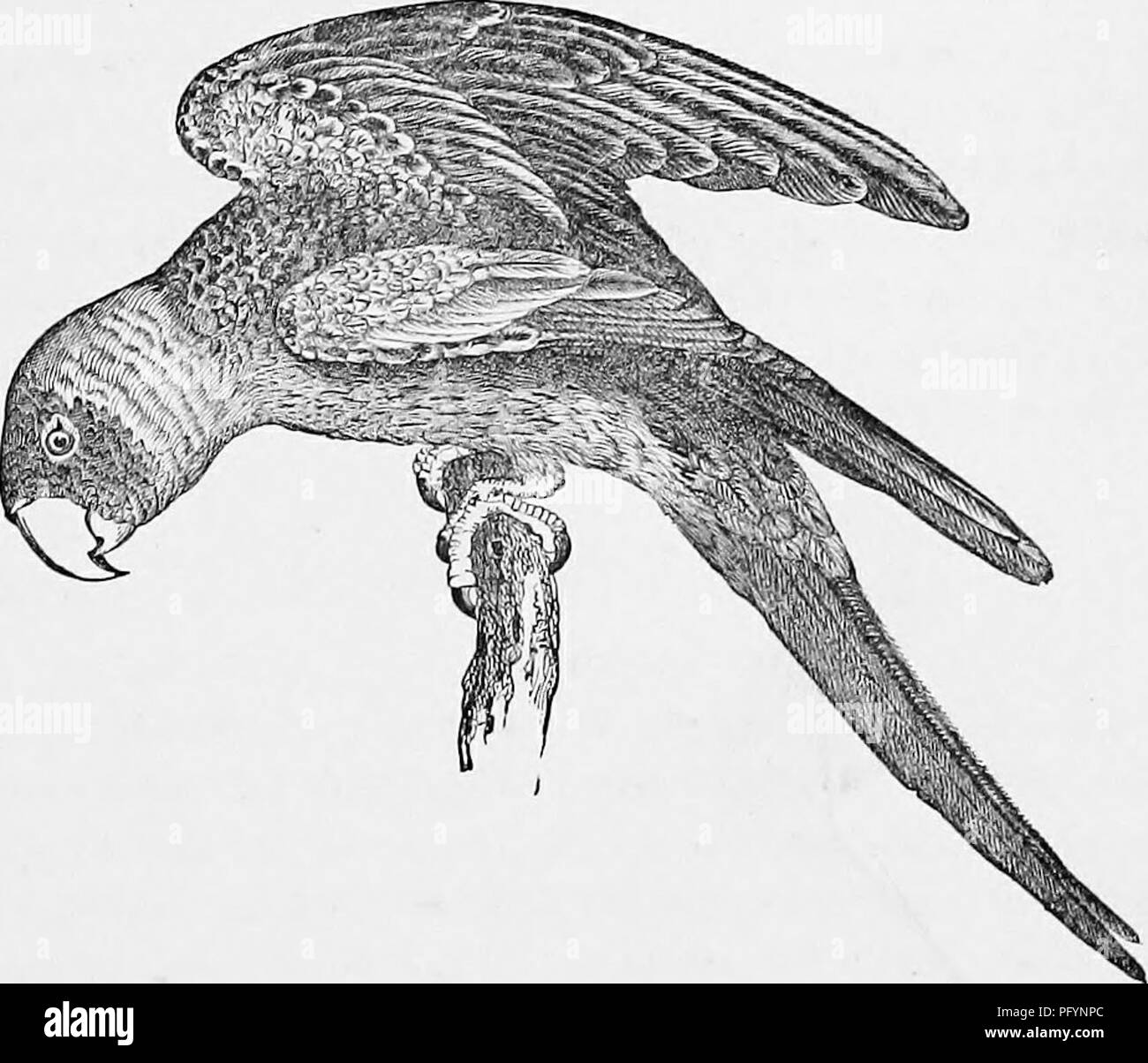 This reference work provides a concise account of every known species ...