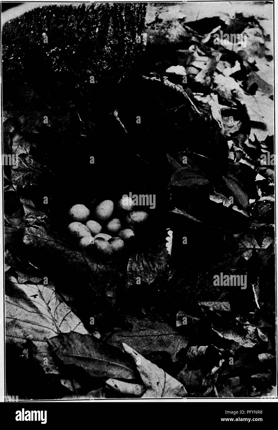 Documentation of nests, eggs, and breeding behaviors of land birds in ...