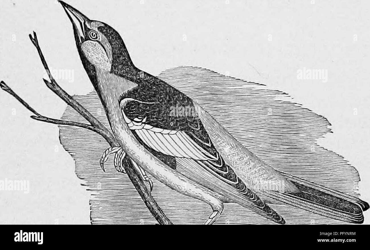 Greater wing coverts hi-res stock photography and images - Alamy