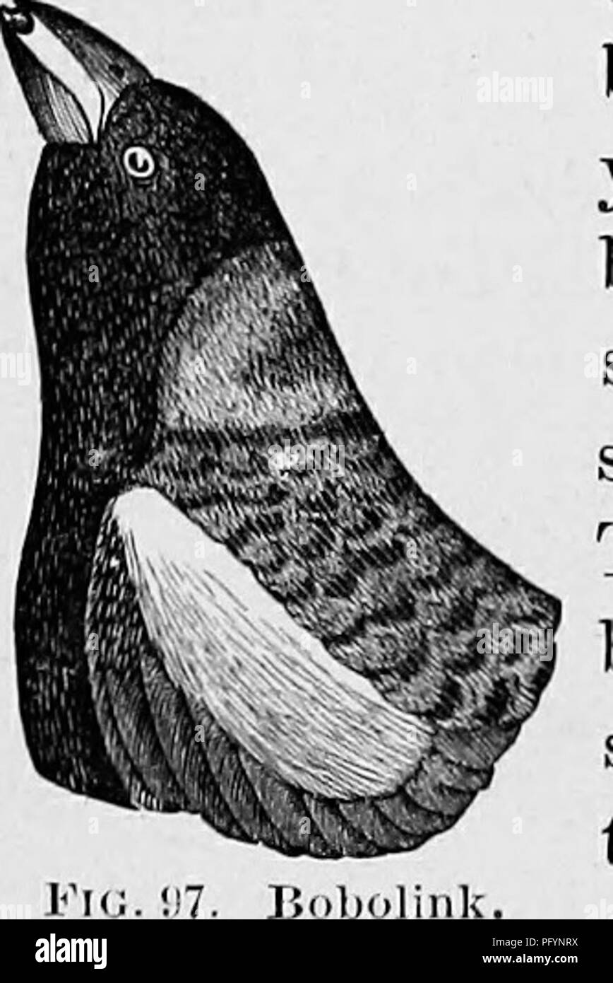 This comprehensive guide to North American birds provides a detailed ...