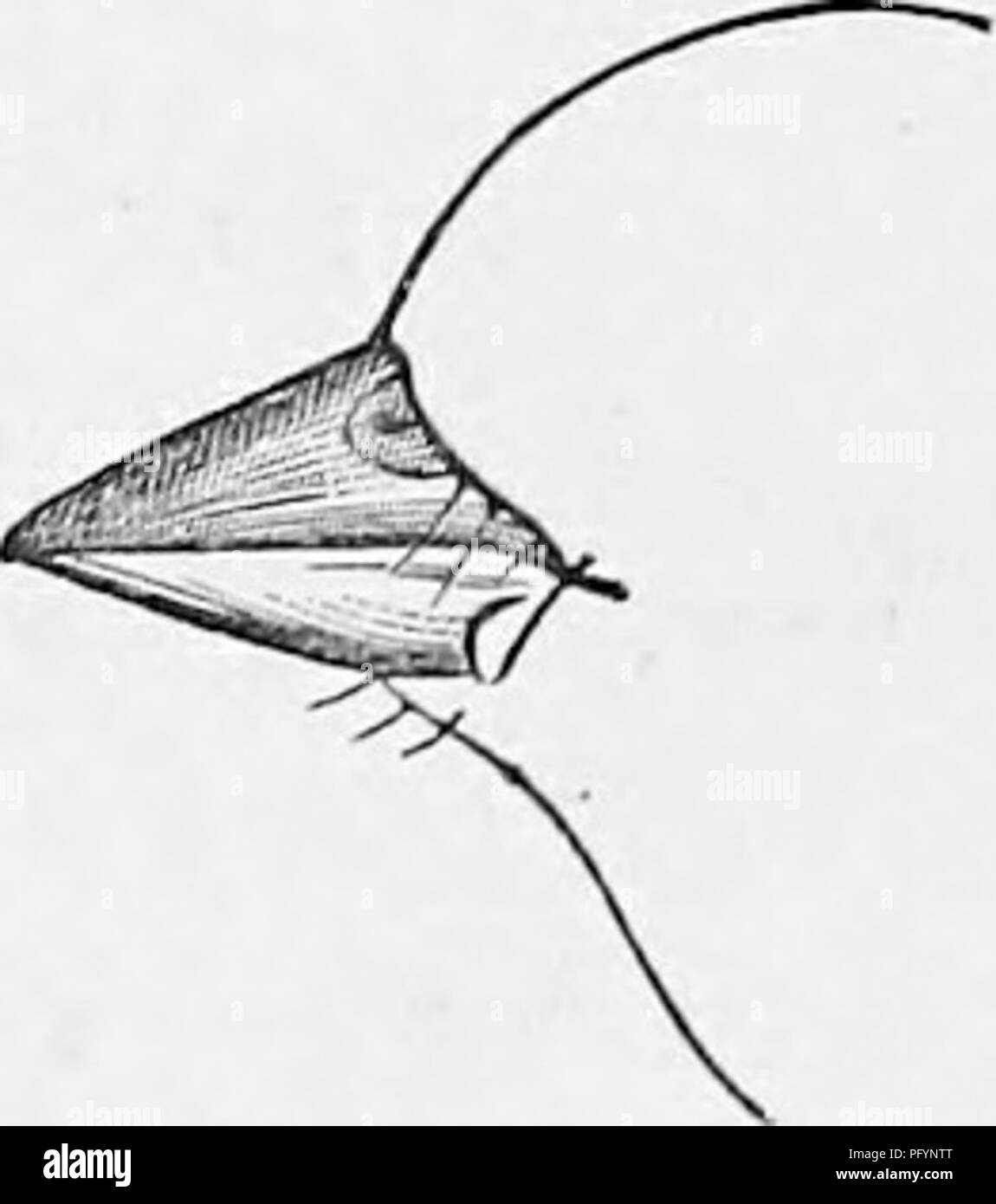 Ground finches Black and White Stock Photos & Images - Alamy