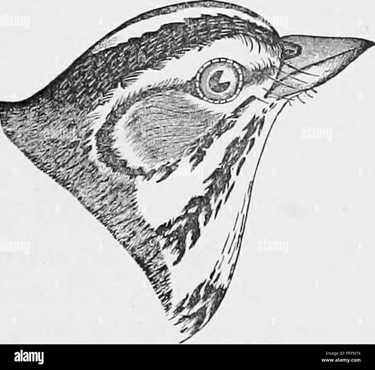 Variegated finch Black and White Stock Photos & Images - Alamy