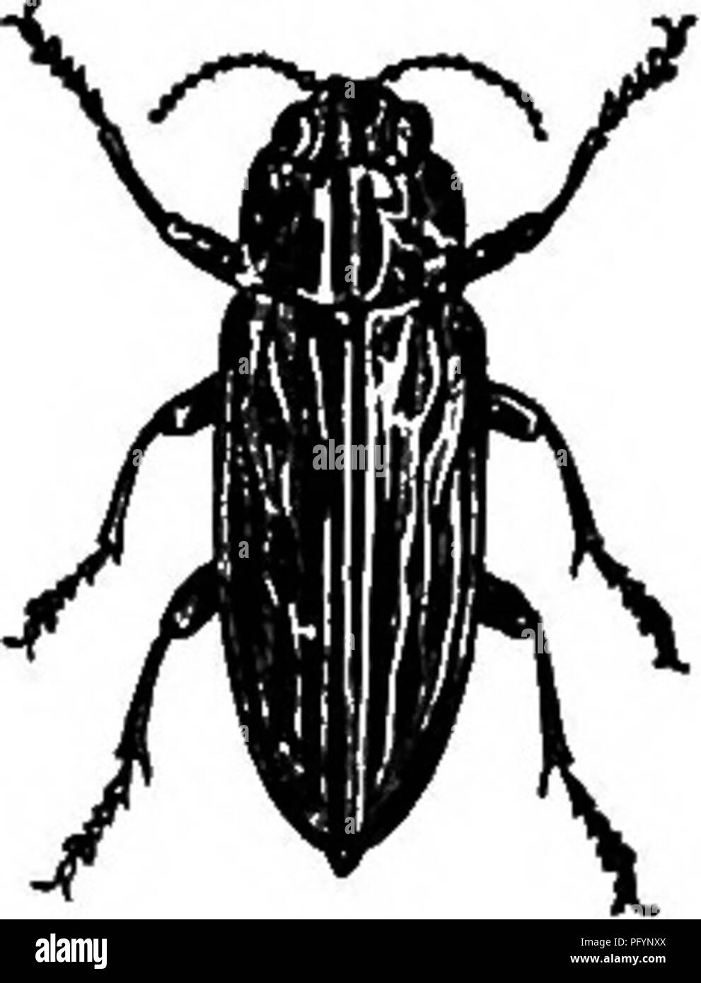 Bony beak Black and White Stock Photos & Images - Alamy