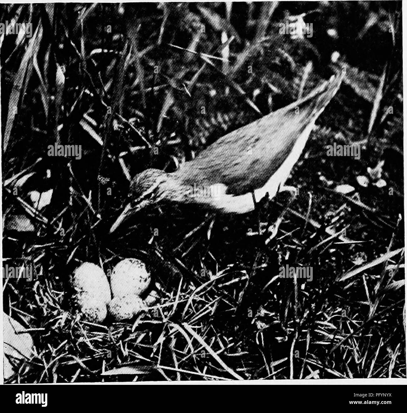 This collection of bird photography captures the lives of Spotted ...