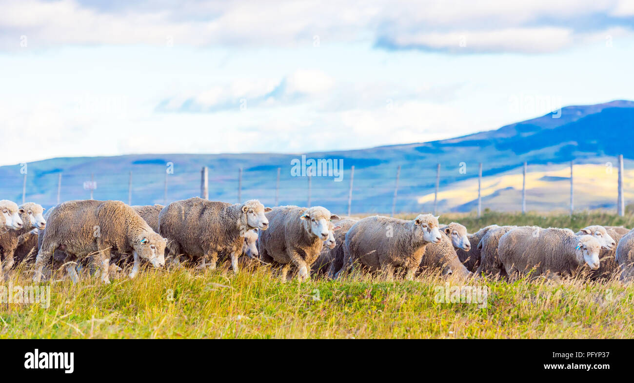 Flock of sheep at Patagonia, Chile. Copy space for text Stock Photo - Alamy