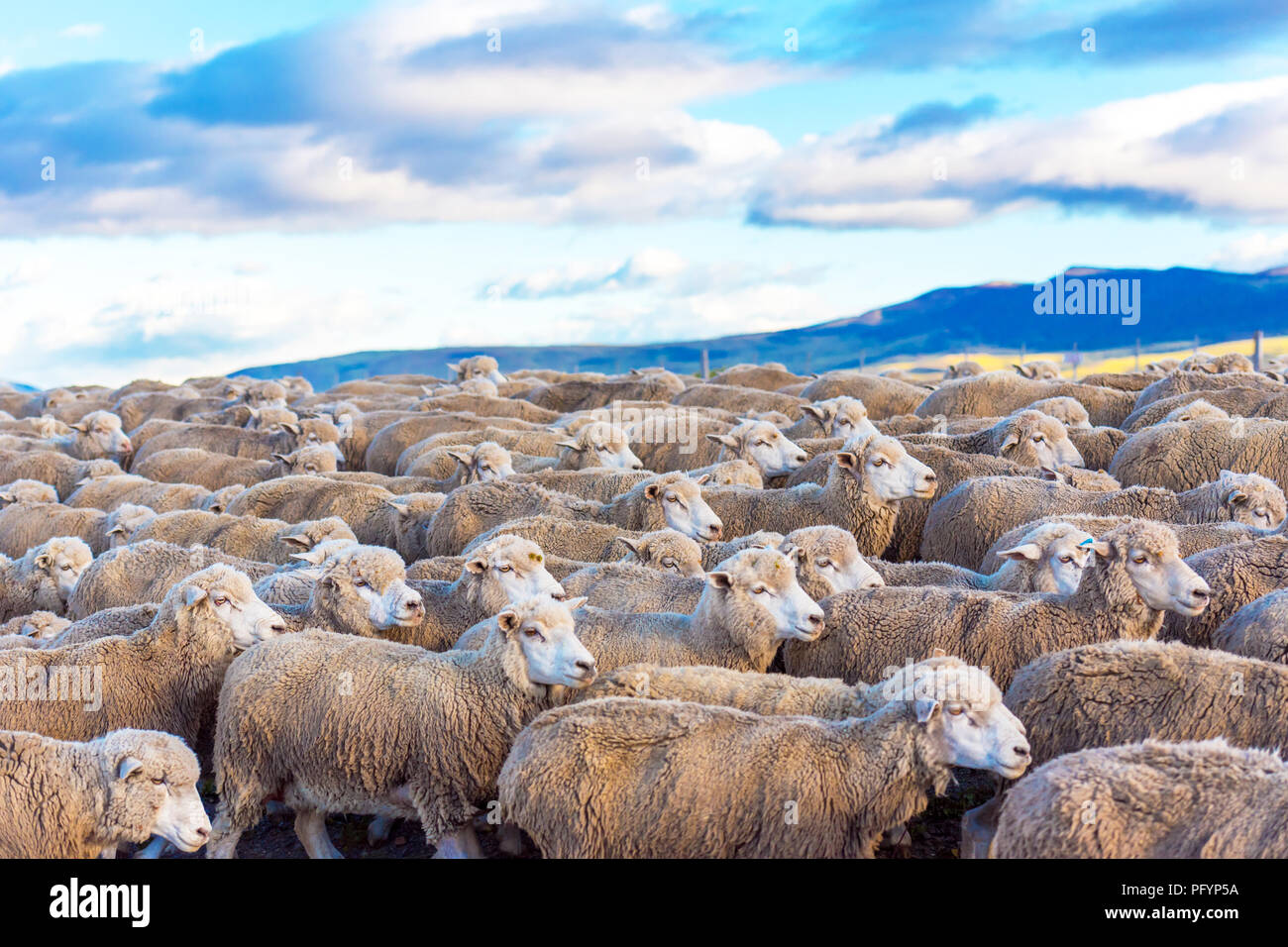 Flock of sheep at Patagonia, Chile. With selective focus Stock Photo ...