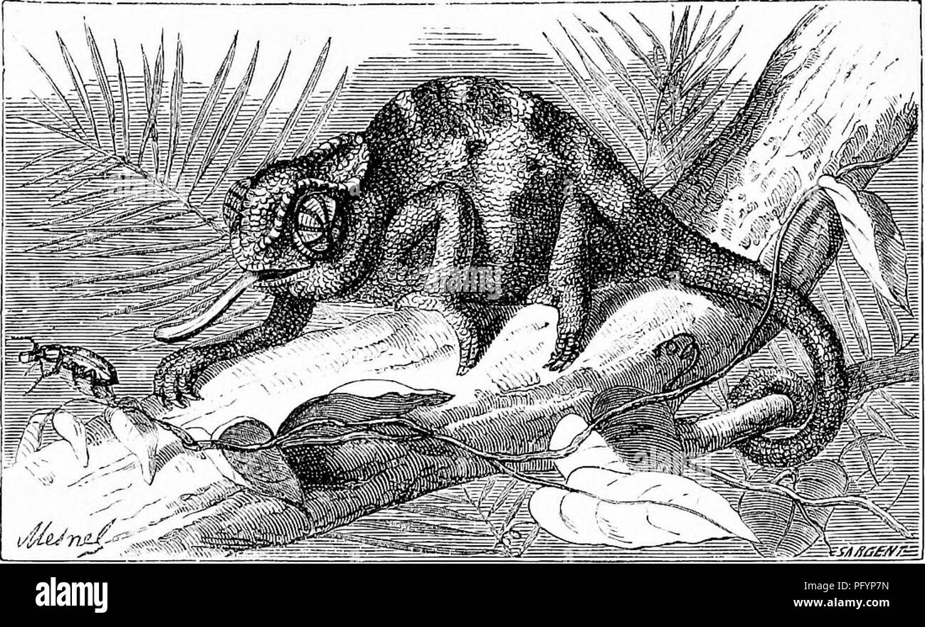 This work provides a popular account of reptiles and birds, detailing ...