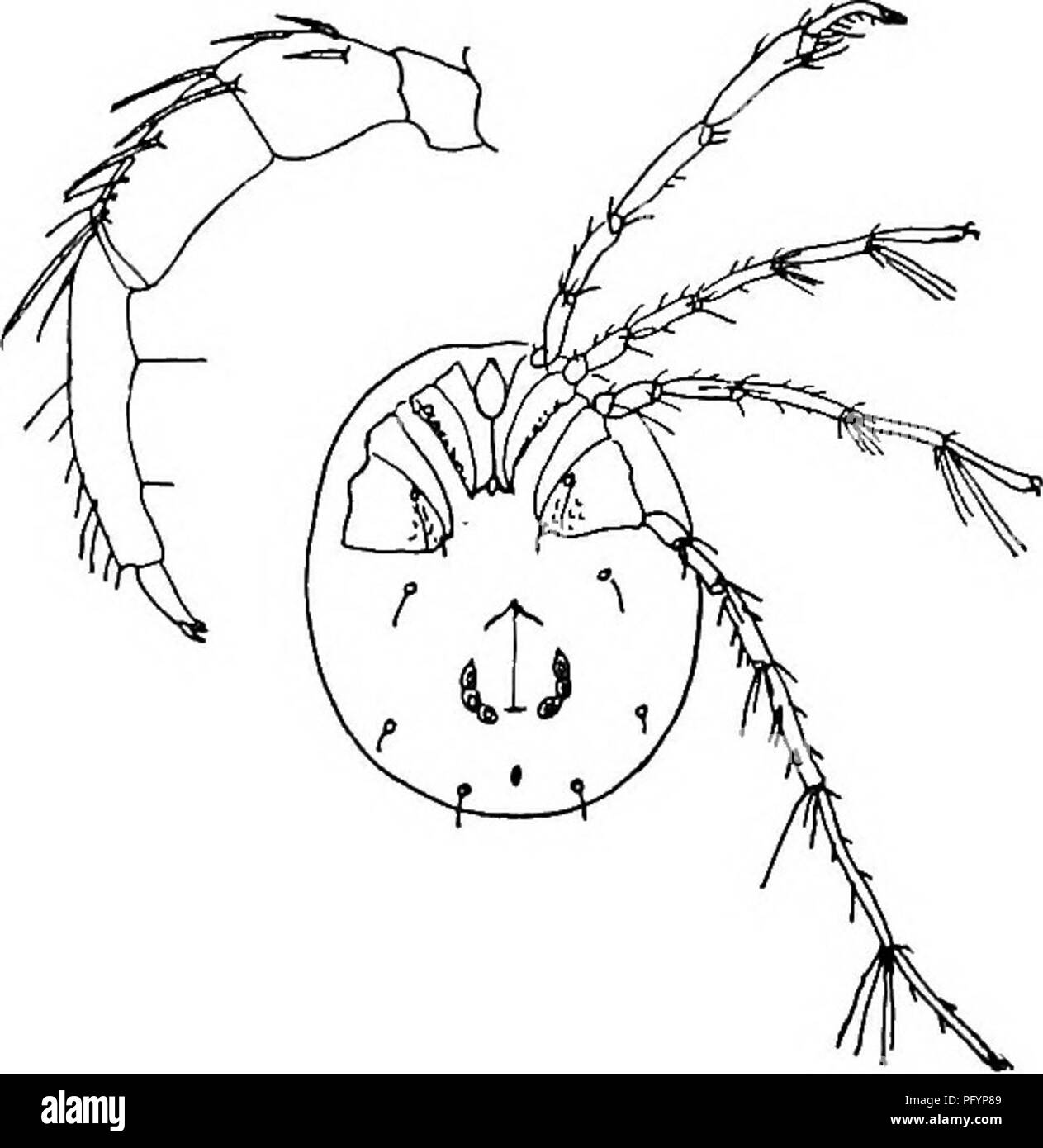 Water mites Black and White Stock Photos & Images - Alamy