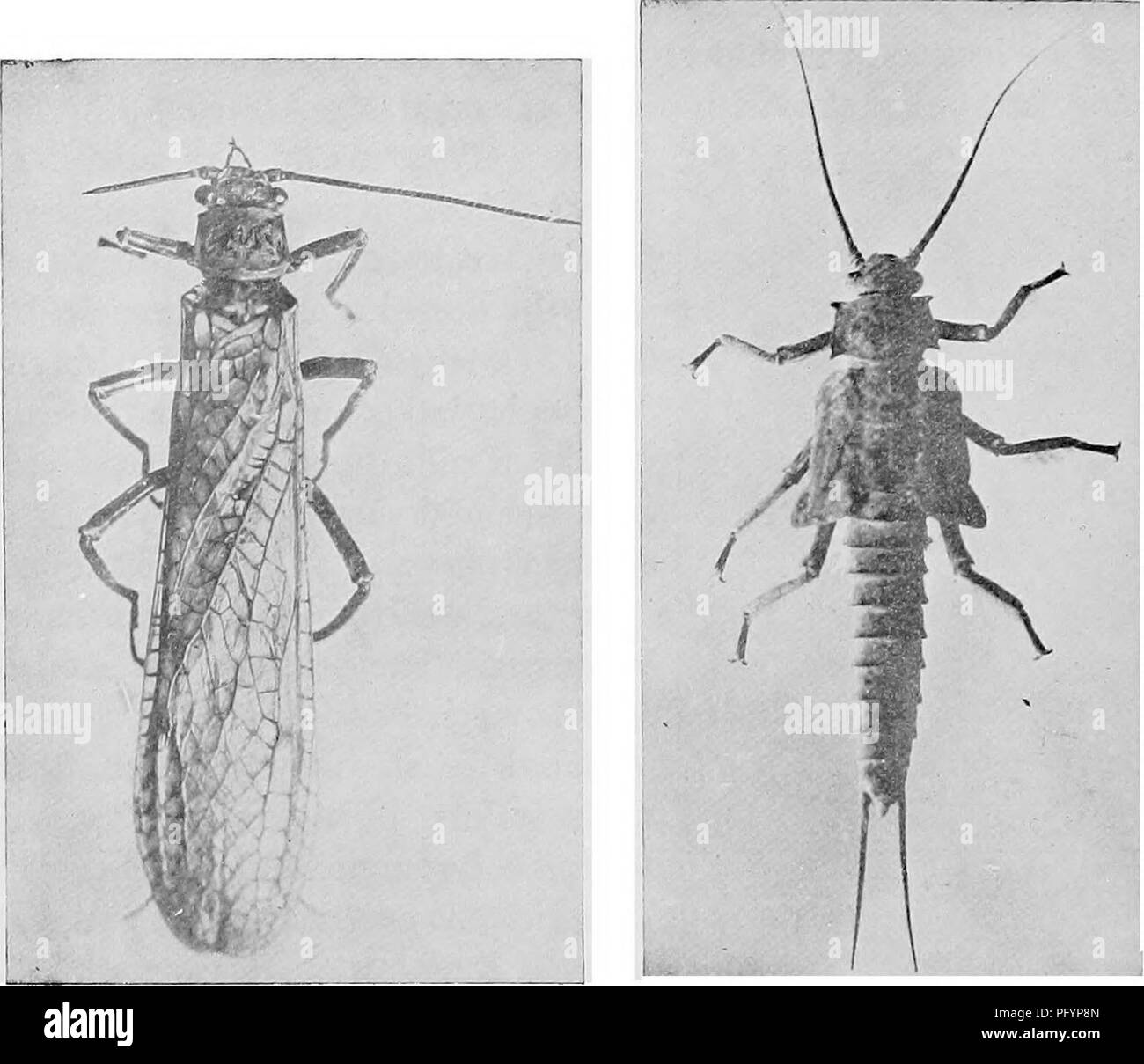 Trout nymph Black and White Stock Photos & Images - Alamy
