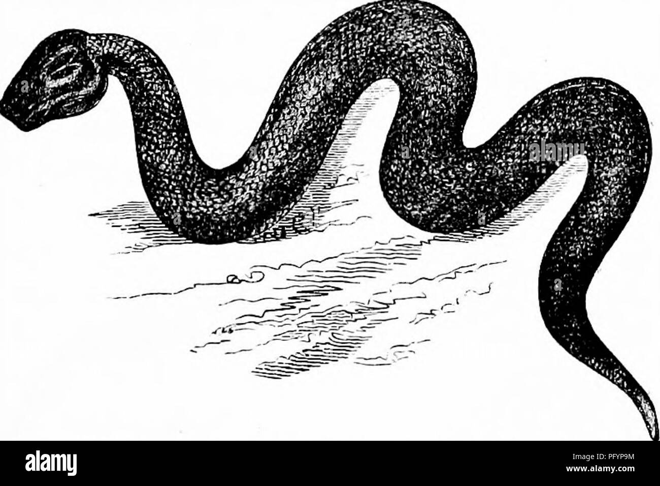 Common adders head Black and White Stock Photos & Images - Alamy