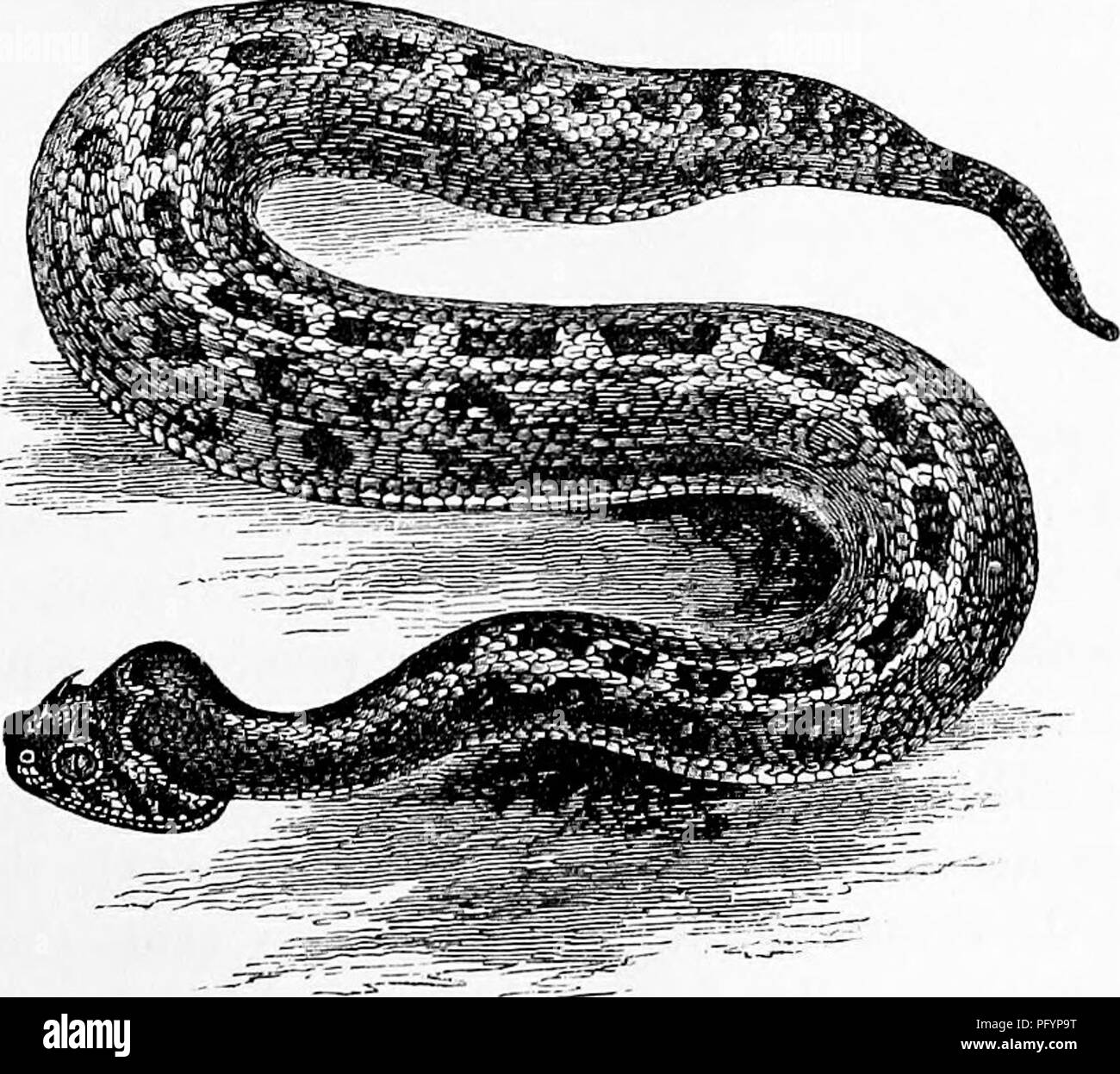 The Puff-Adders, a venomous species of snake, are noted for their ...