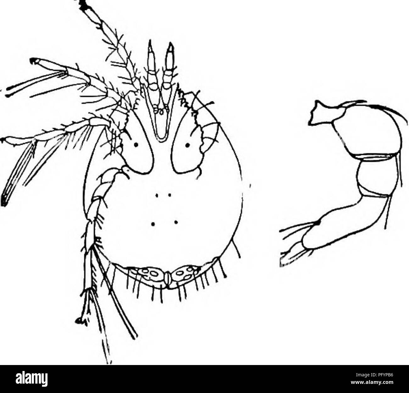 Water mites Black and White Stock Photos & Images - Alamy