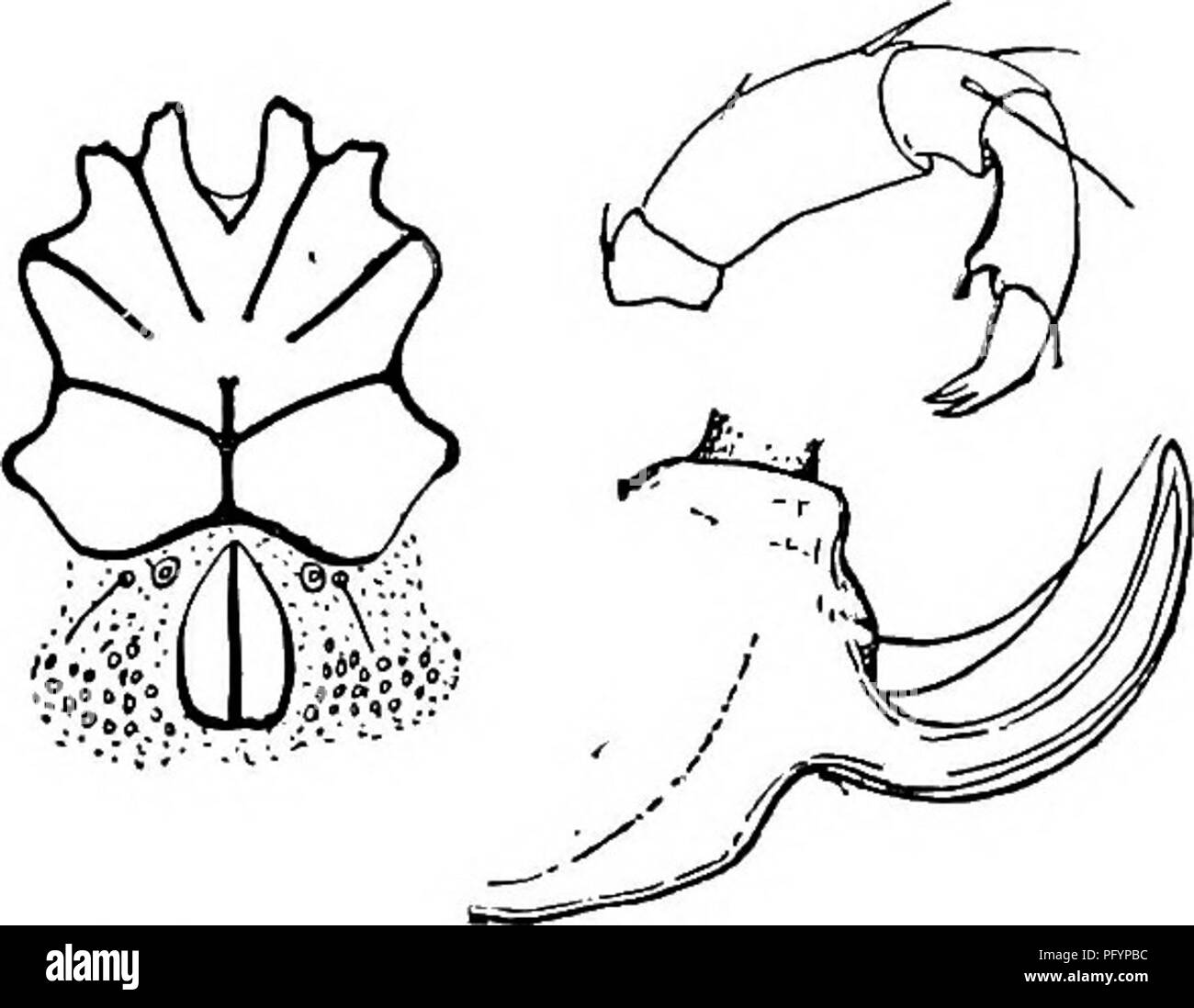 Genital area hi-res stock photography and images - Alamy