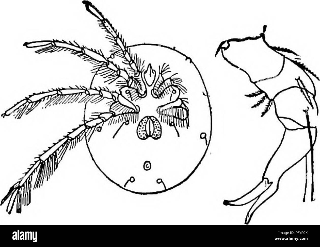 This study on freshwater biology focuses on water mites (*Hydracarina ...
