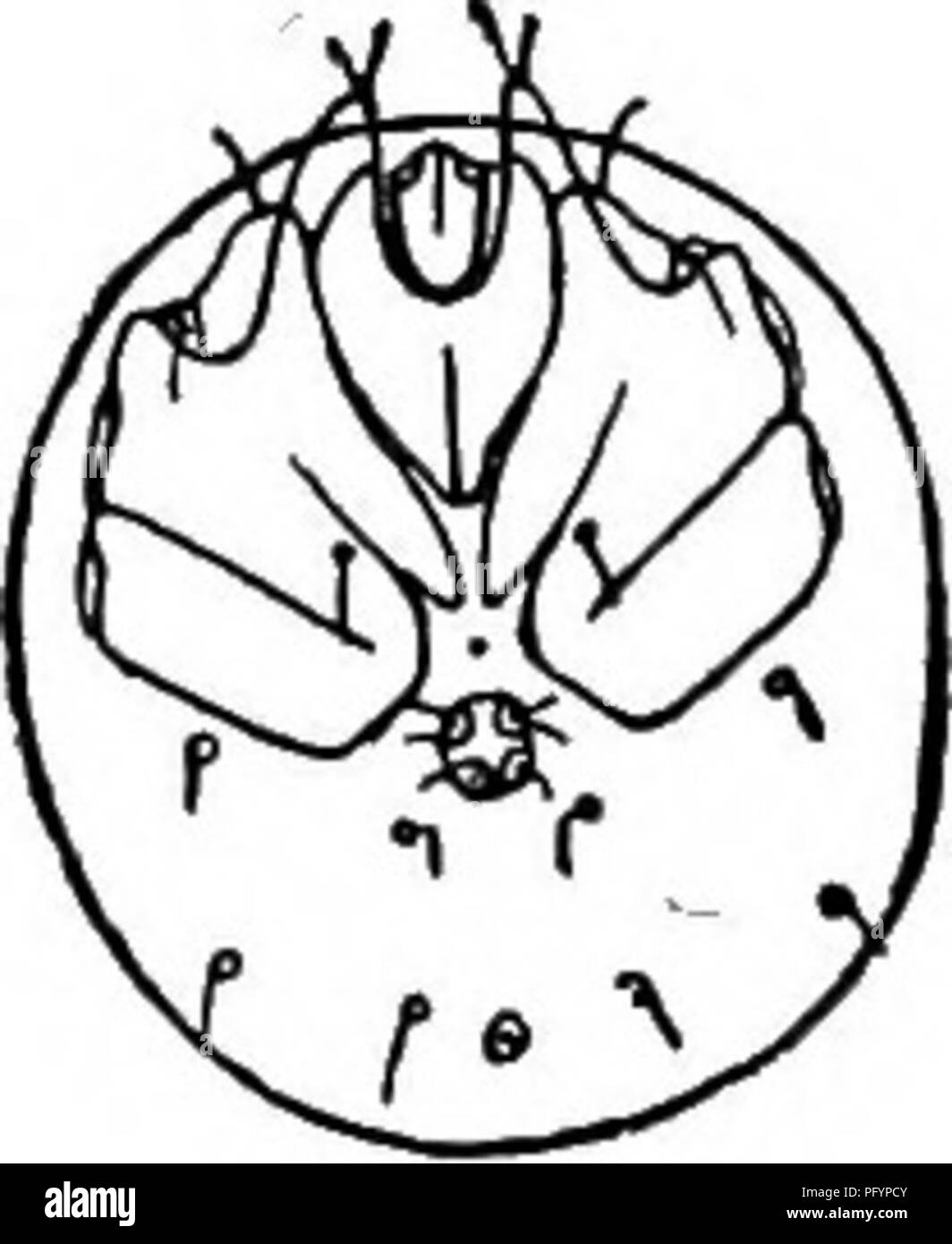 Freshwater nymph Black and White Stock Photos & Images - Alamy