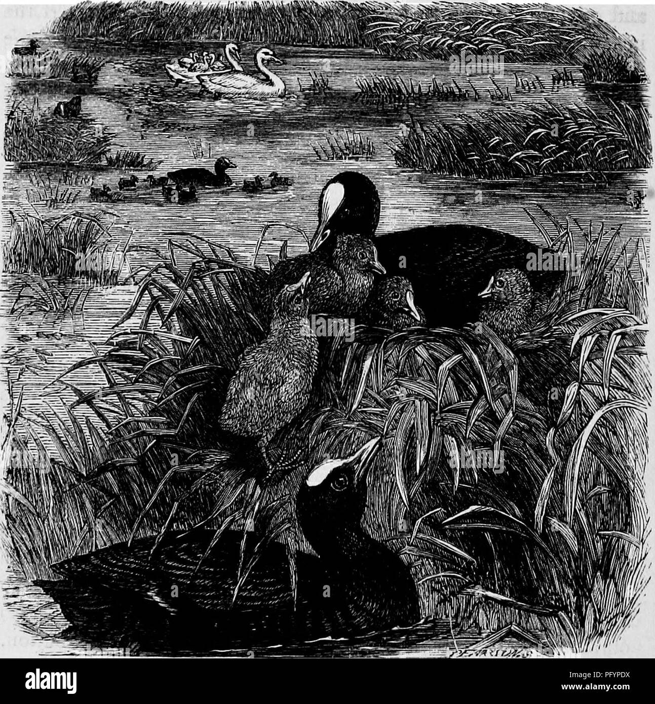 This work explores the various types of animal habitats, categorizing ...