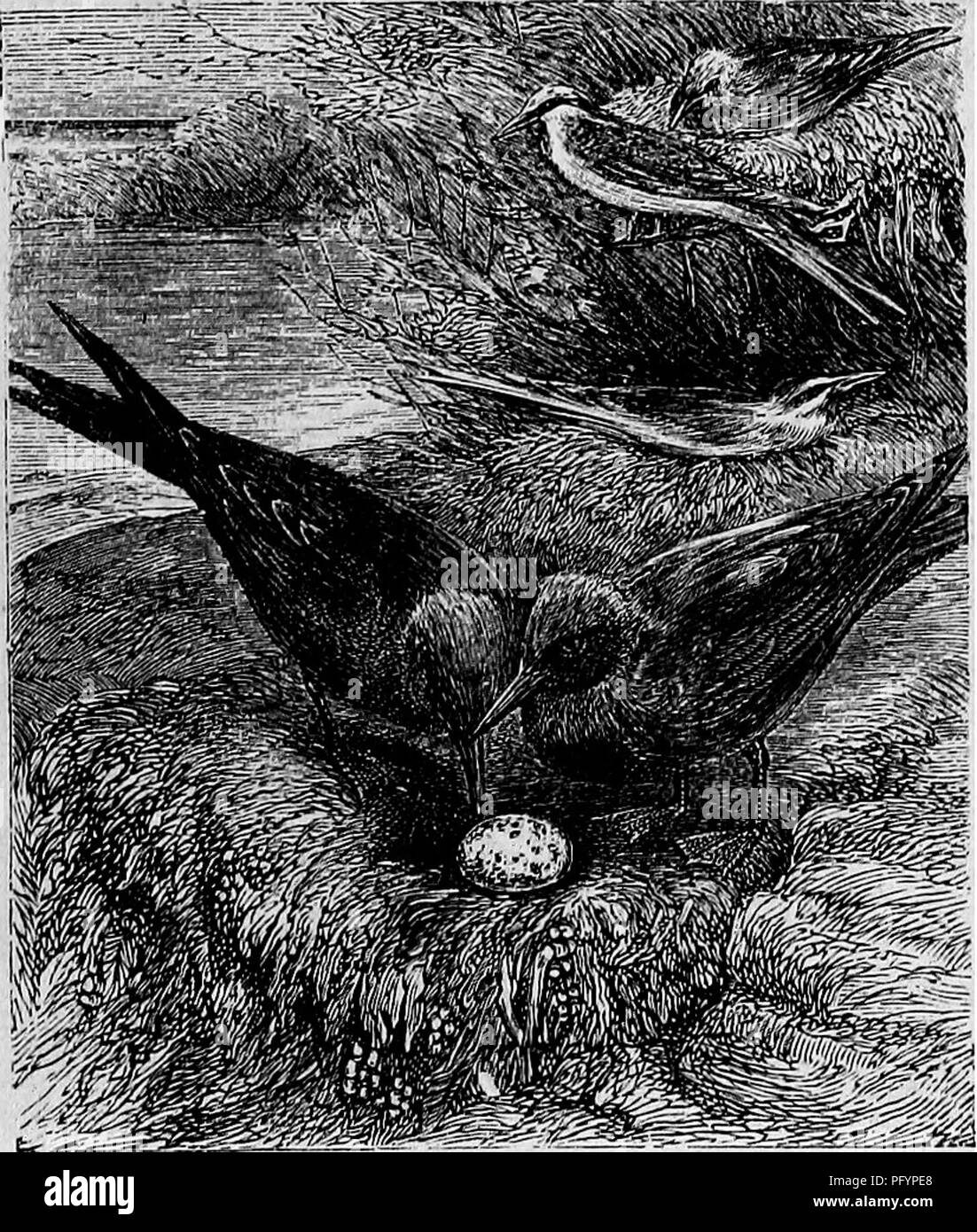 Hatch tern Black and White Stock Photos & Images - Alamy