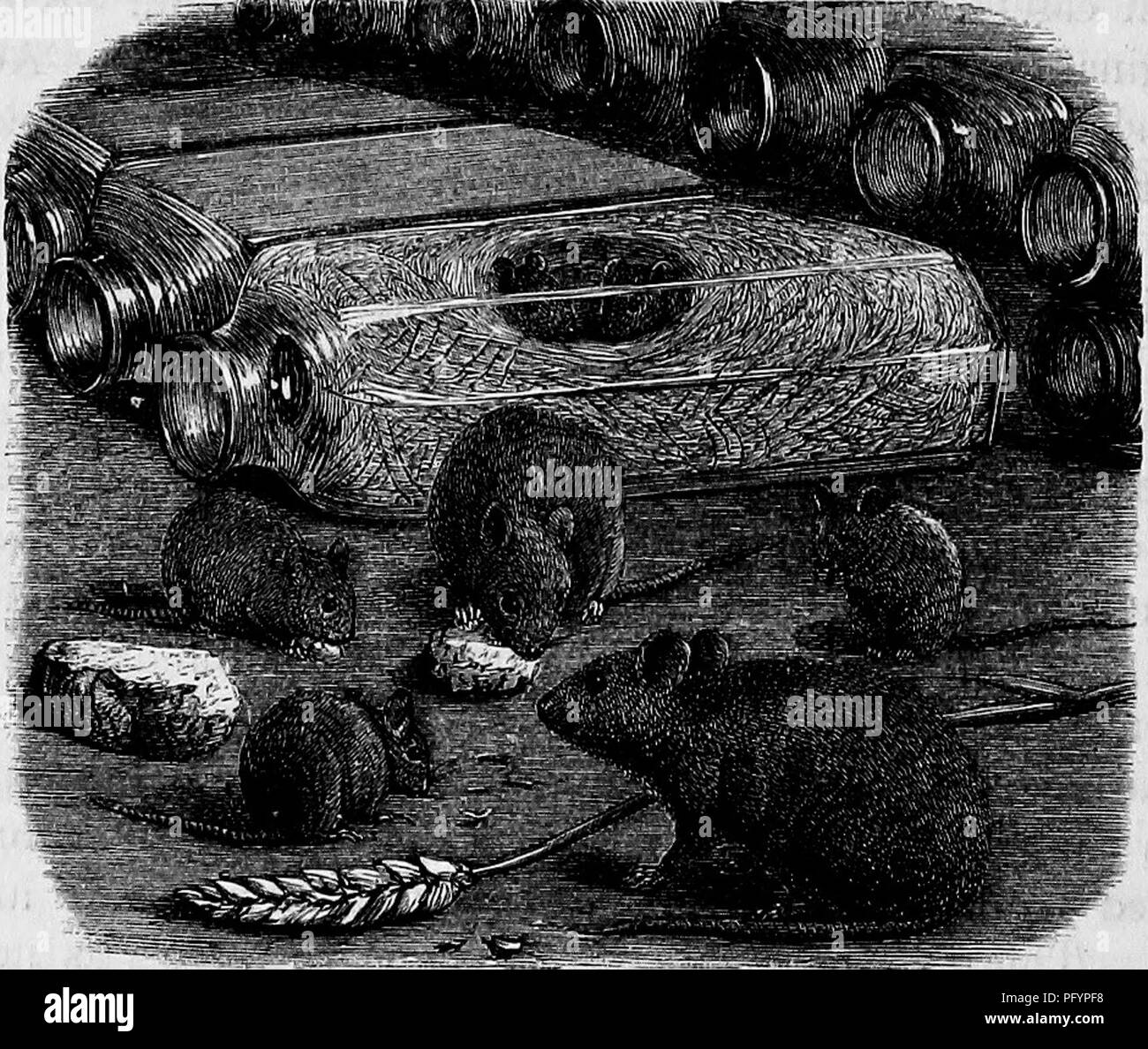 This work describes the unique homes built by various animals, focusing ...
