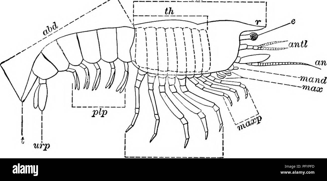 Ant body diagram hi-res stock photography and images - Alamy