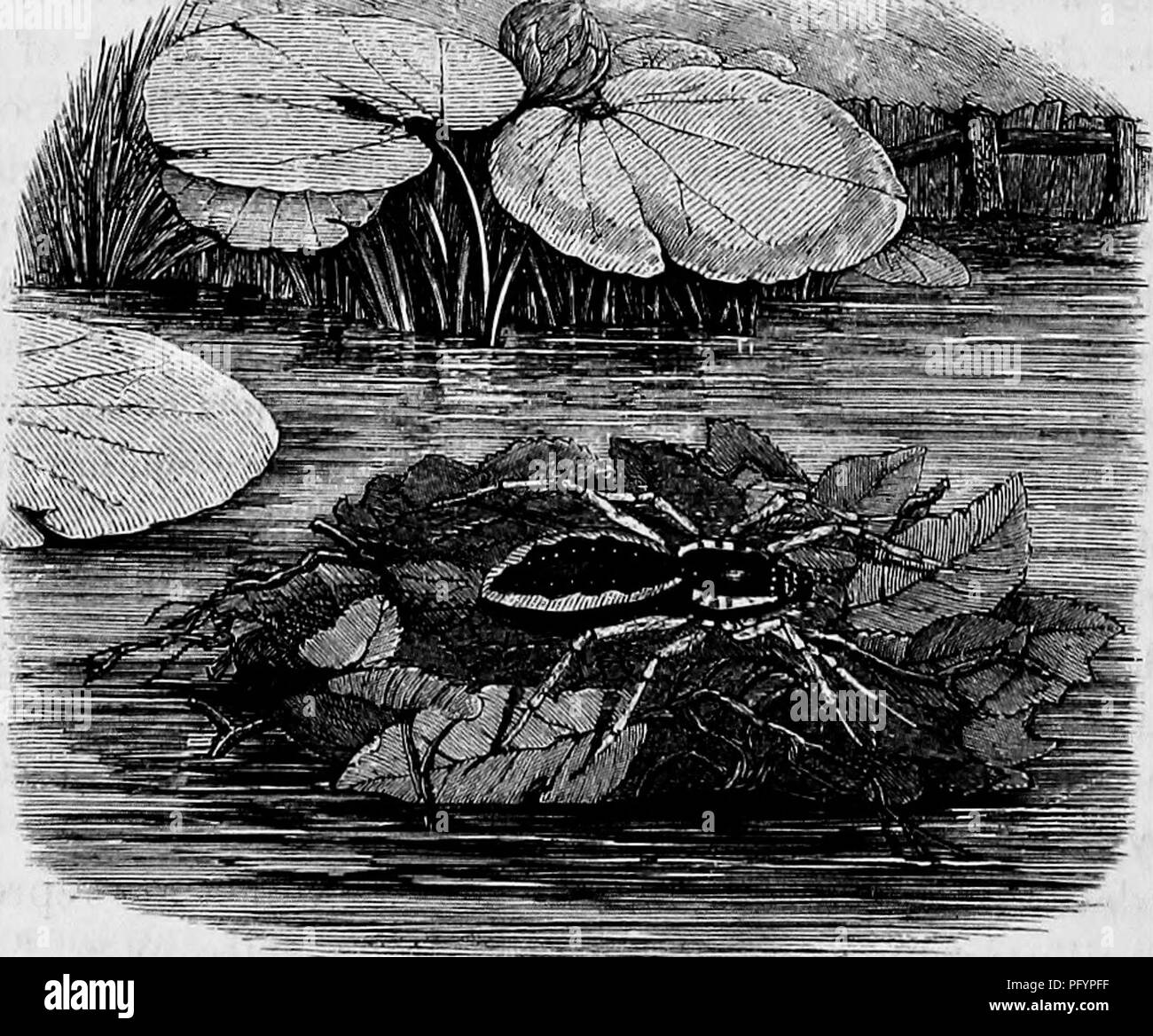 This work explores the various ways animals build their homes ...