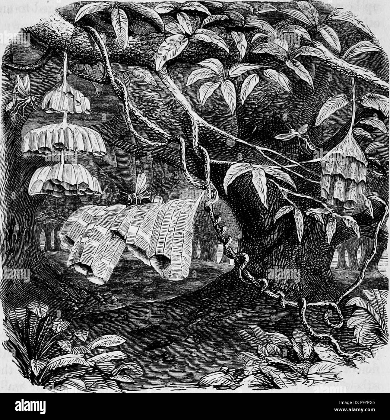 This work categorizes animal homes based on their construction methods ...