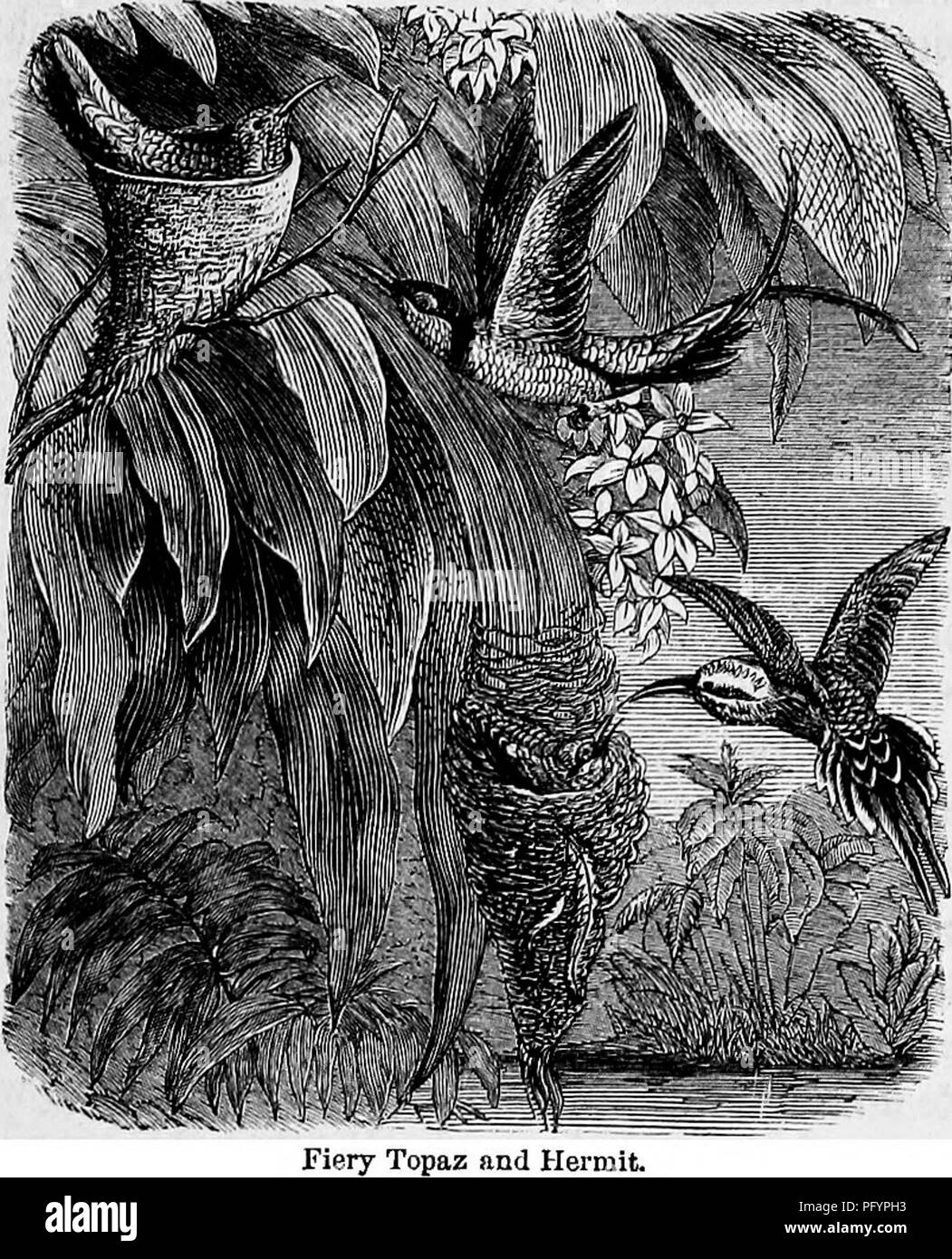 Fiery topaz hi-res stock photography and images - Alamy