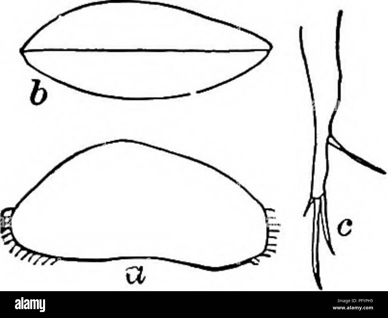 Long third leg hi-res stock photography and images - Alamy