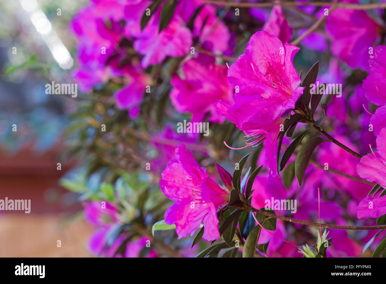 Azalea plant in bloom Stock Photo - Alamy