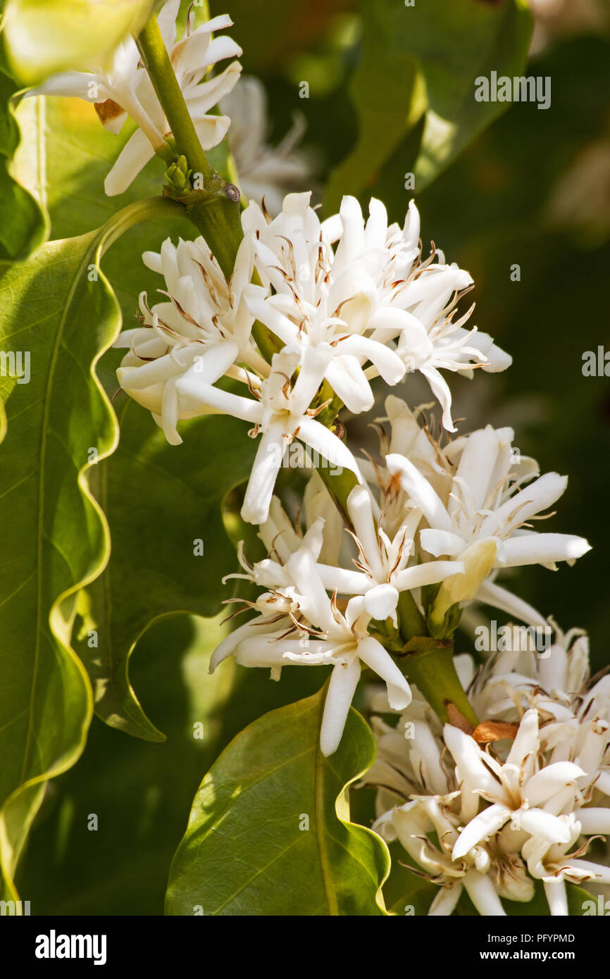 Coffee tree in flower Stock Photo - Alamy