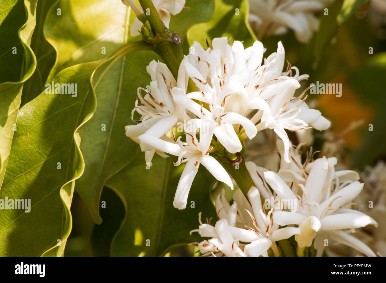 Coffee tree in flower Stock Photo - Alamy