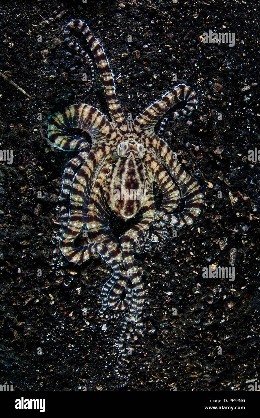 A rare Mimic octopus, Thaumoctopus mimicus, crawls across the black ...