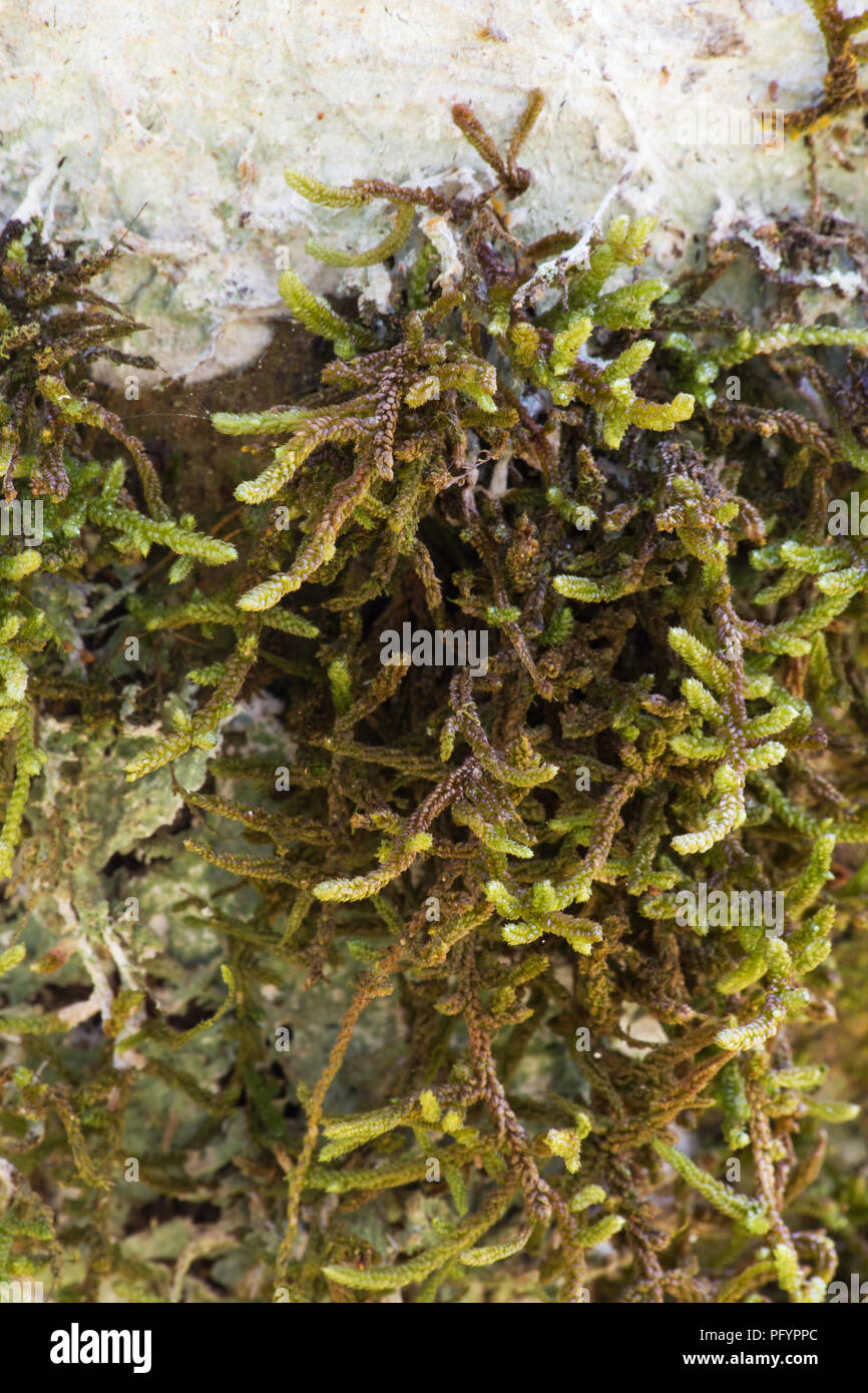 Air plant on a tree trunk Stock Photo - Alamy