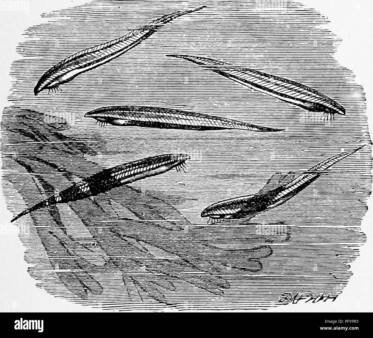 Lancelet Black and White Stock Photos & Images - Alamy