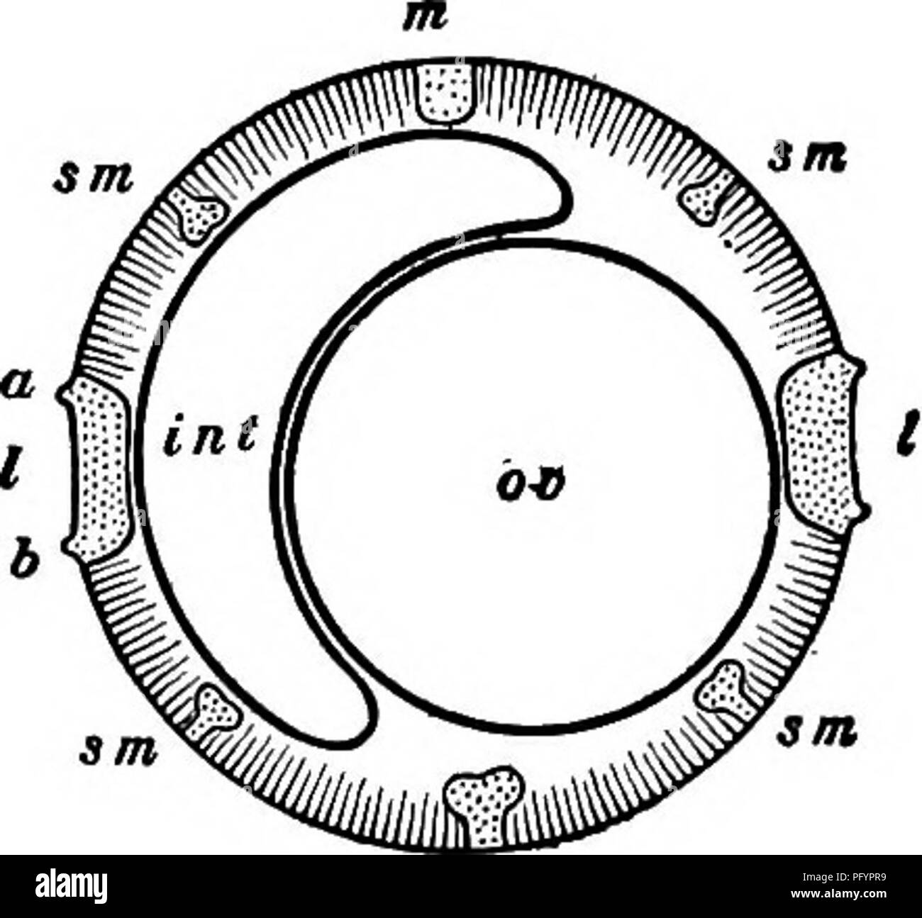 Various nematodes hi-res stock photography and images - Alamy