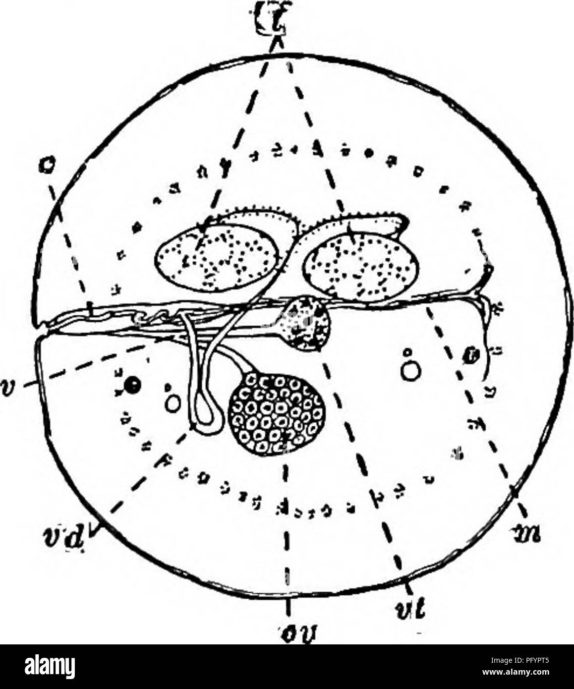 Longitudinal muscle layer Black and White Stock Photos & Images - Alamy