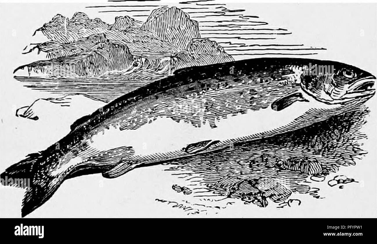 This entry provides a detailed look at the salmon, including its ...