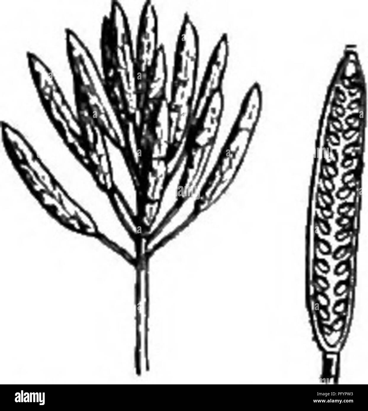 15 4 cm Black and White Stock Photos & Images - Alamy