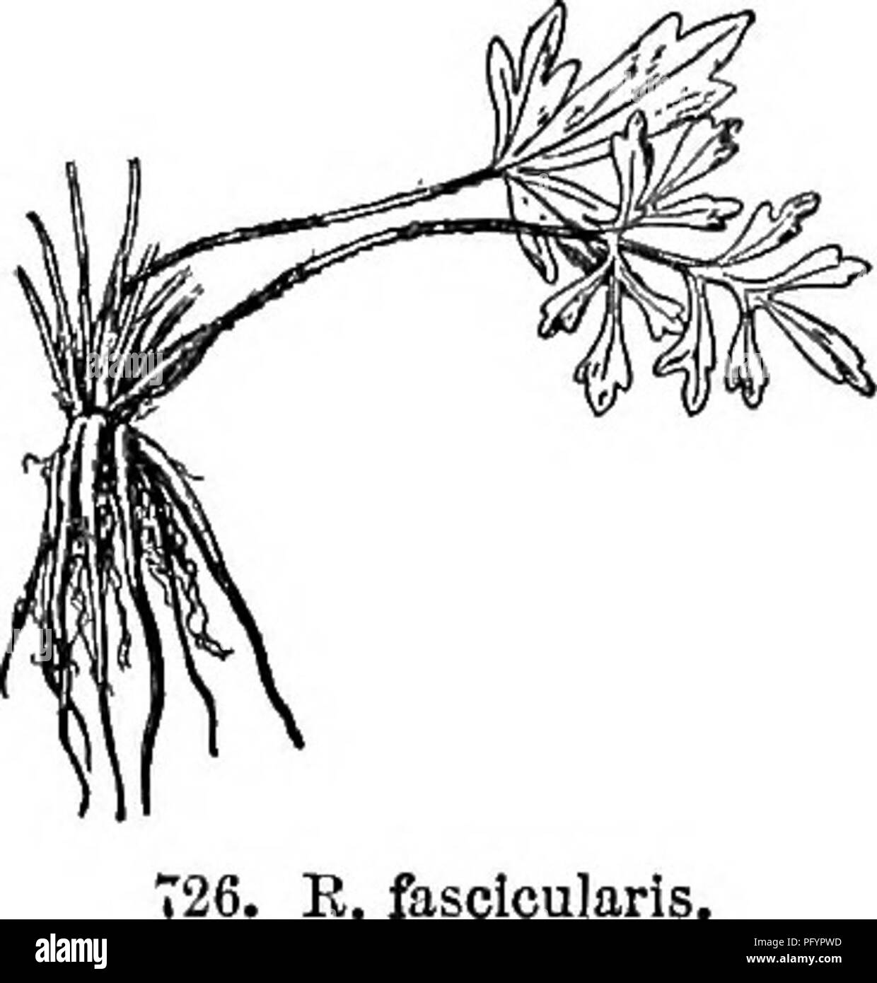 Hooked achenes Black and White Stock Photos & Images - Alamy