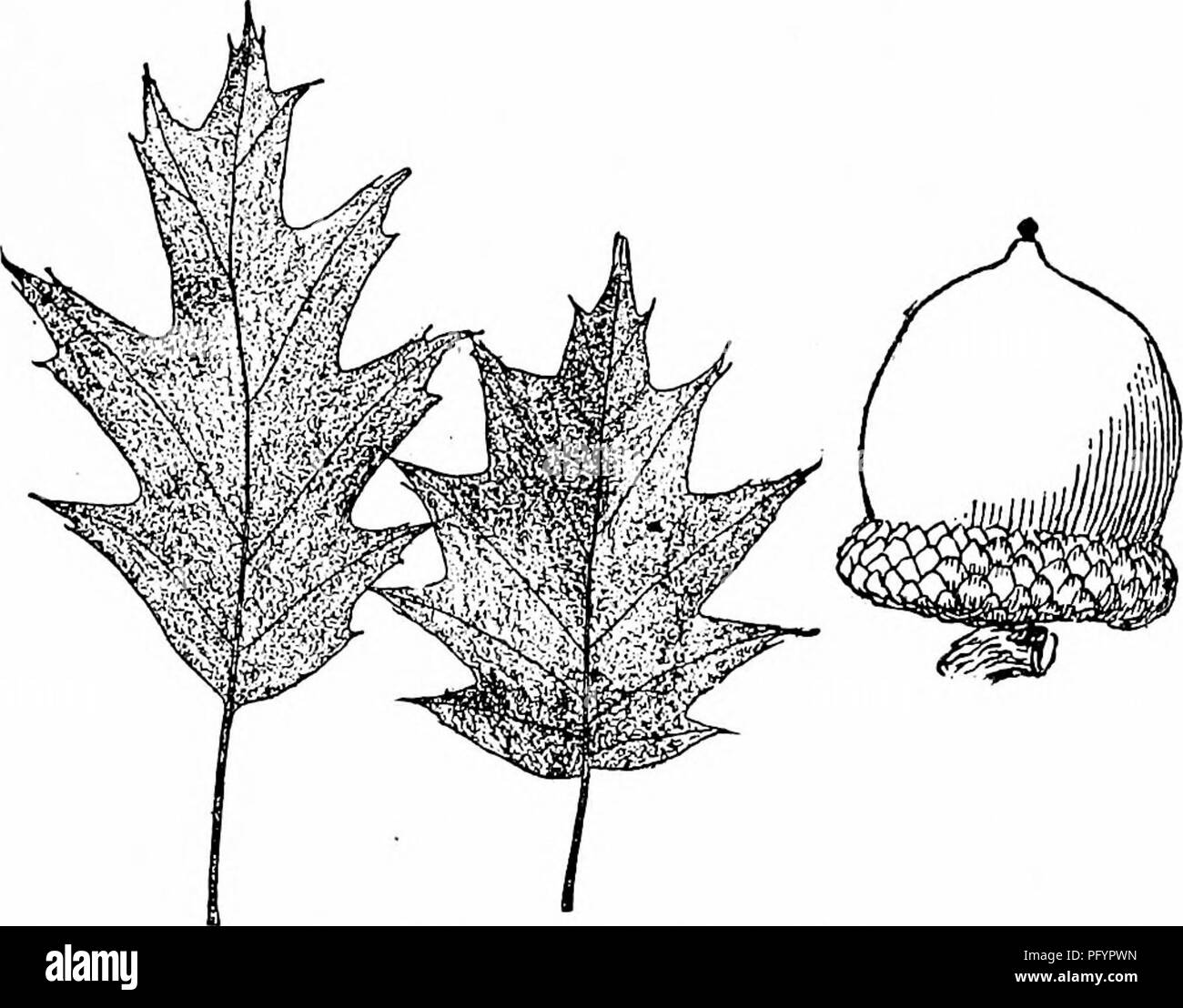 Kids learning about trees guide hi-res stock photography and images - Alamy