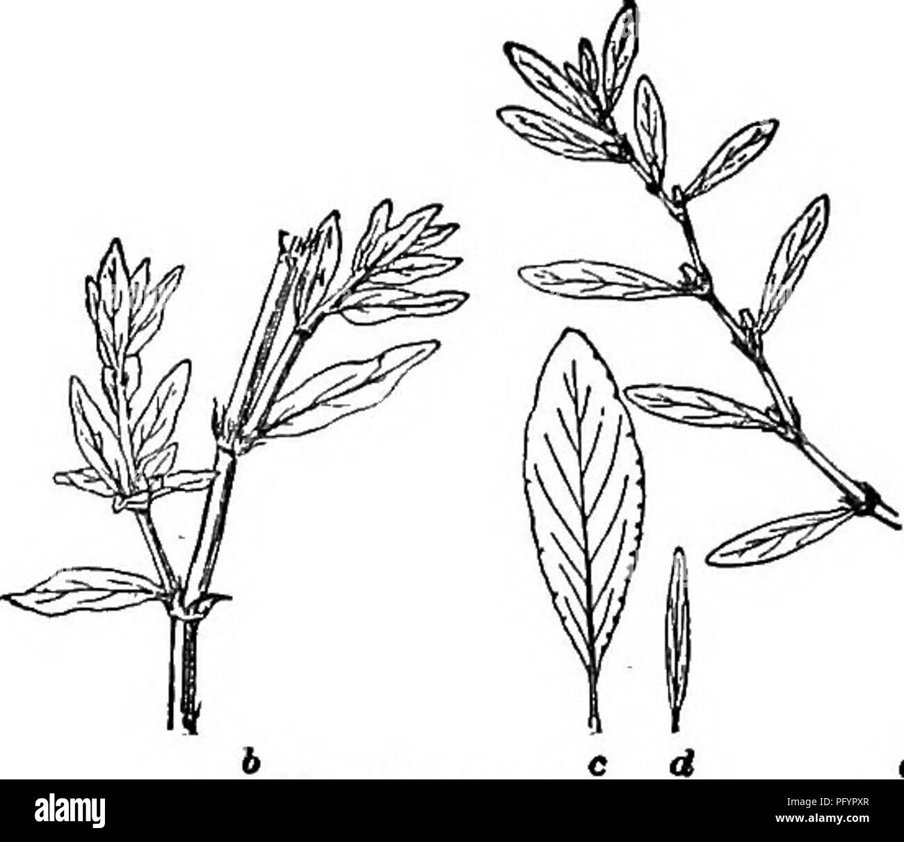 This botanical reference from Gray’s manual details the Polygonaceae ...