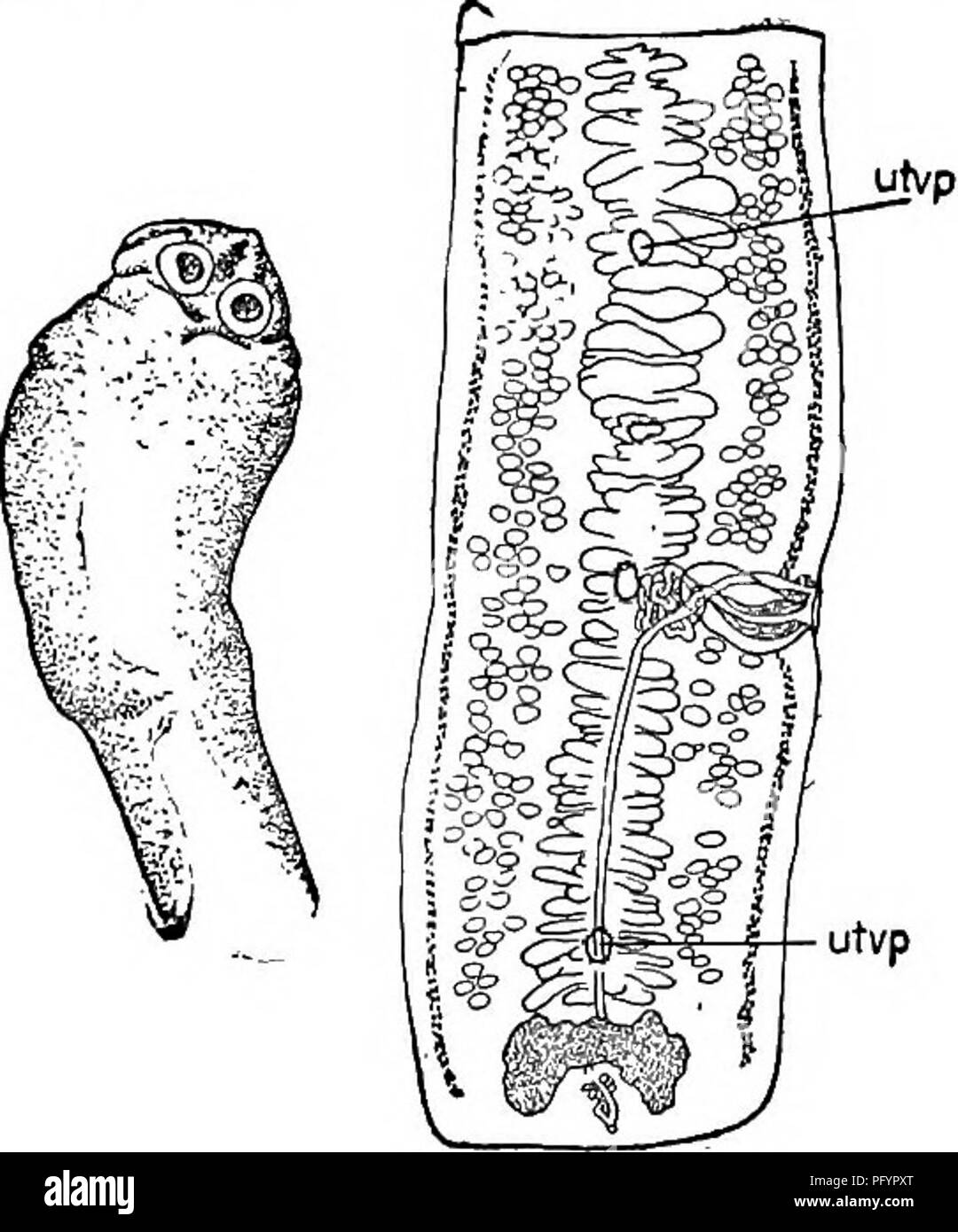 An illustration from 'Fresh-water Biology' showing the anatomy of the ...
