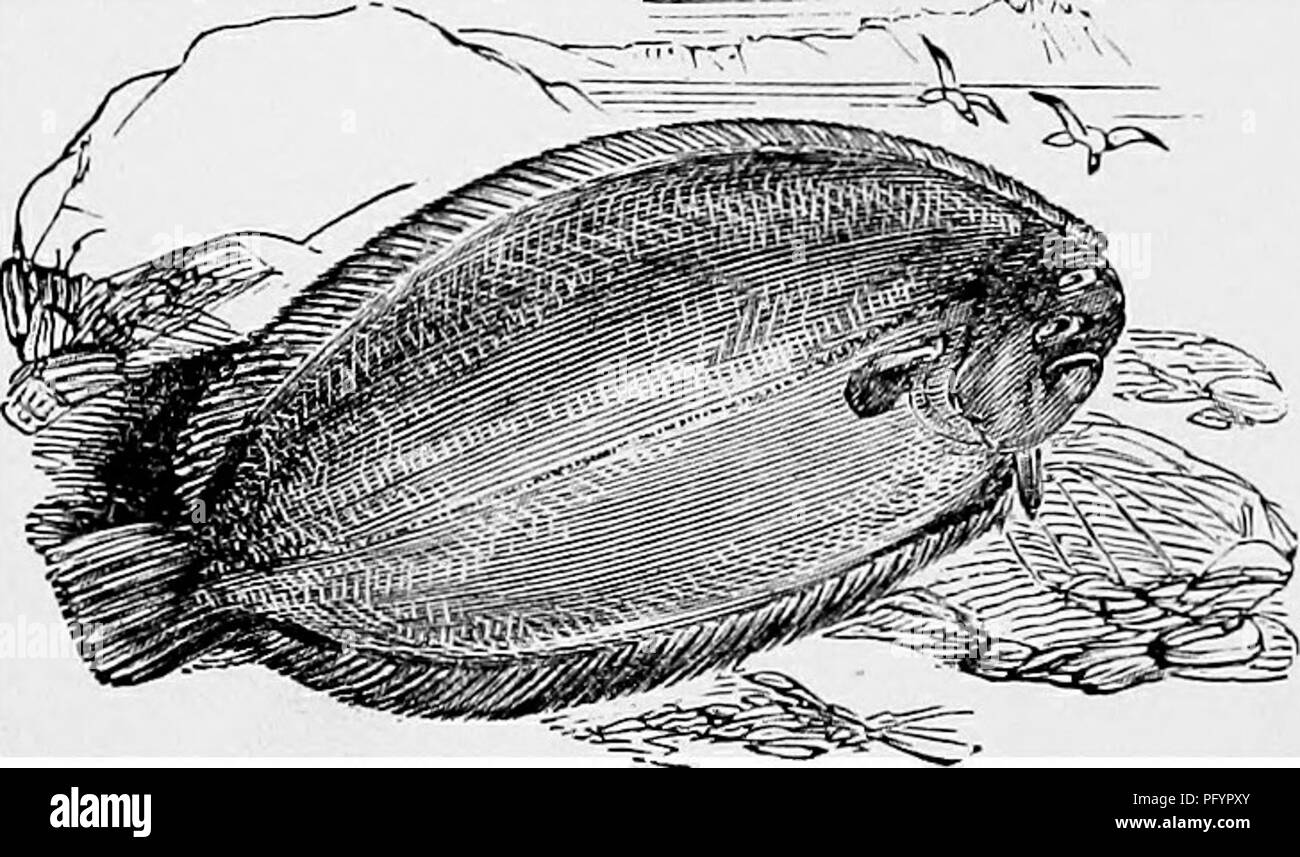 This entry discusses the sole fish, detailing its unique anatomical ...
