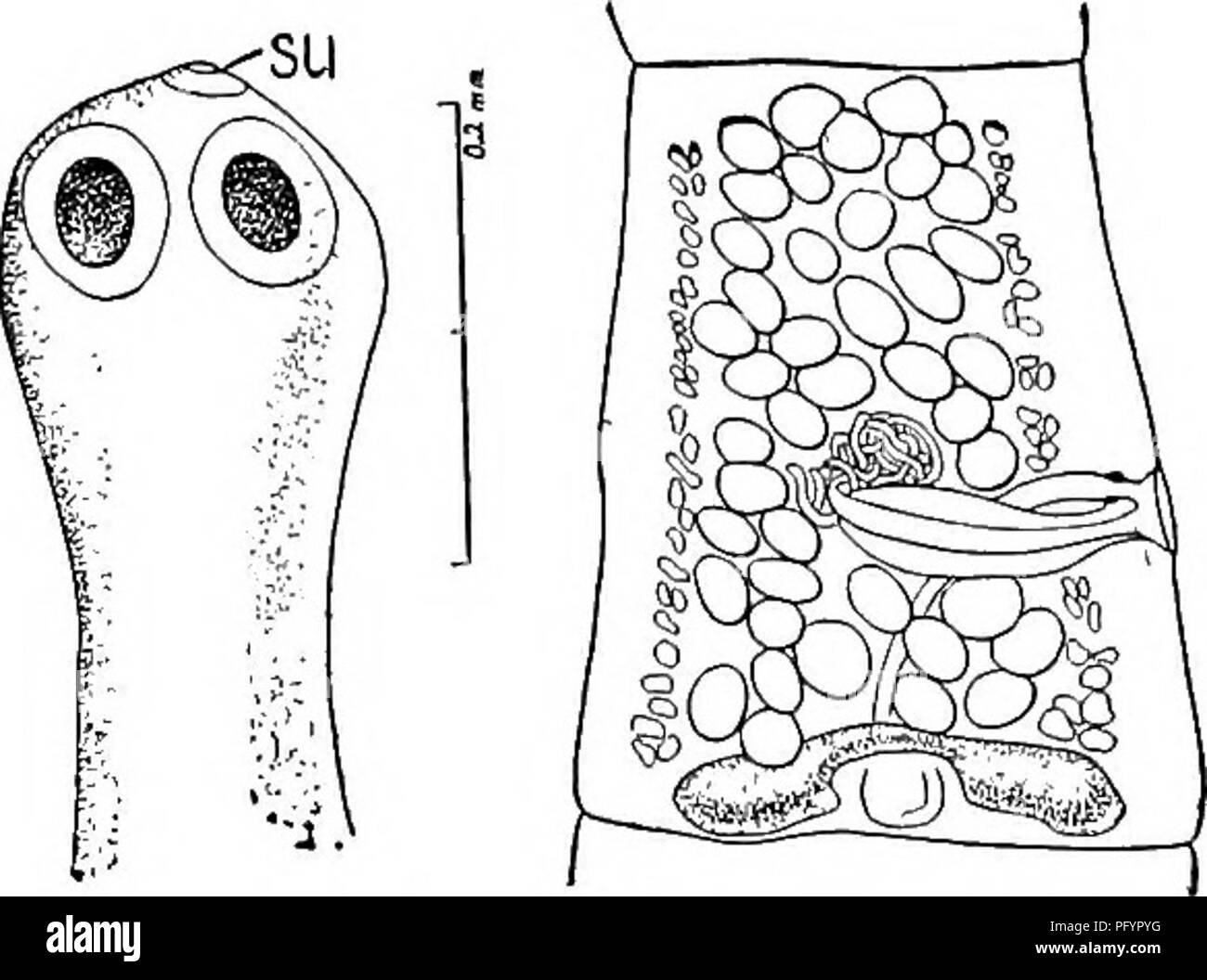 Proglottid hi-res stock photography and images - Alamy