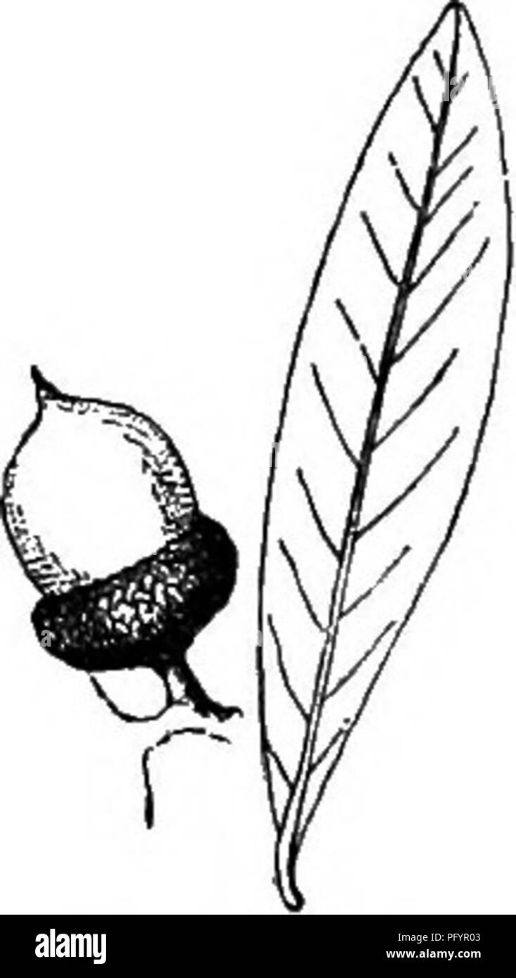 Large rounded leaves Black and White Stock Photos & Images - Alamy