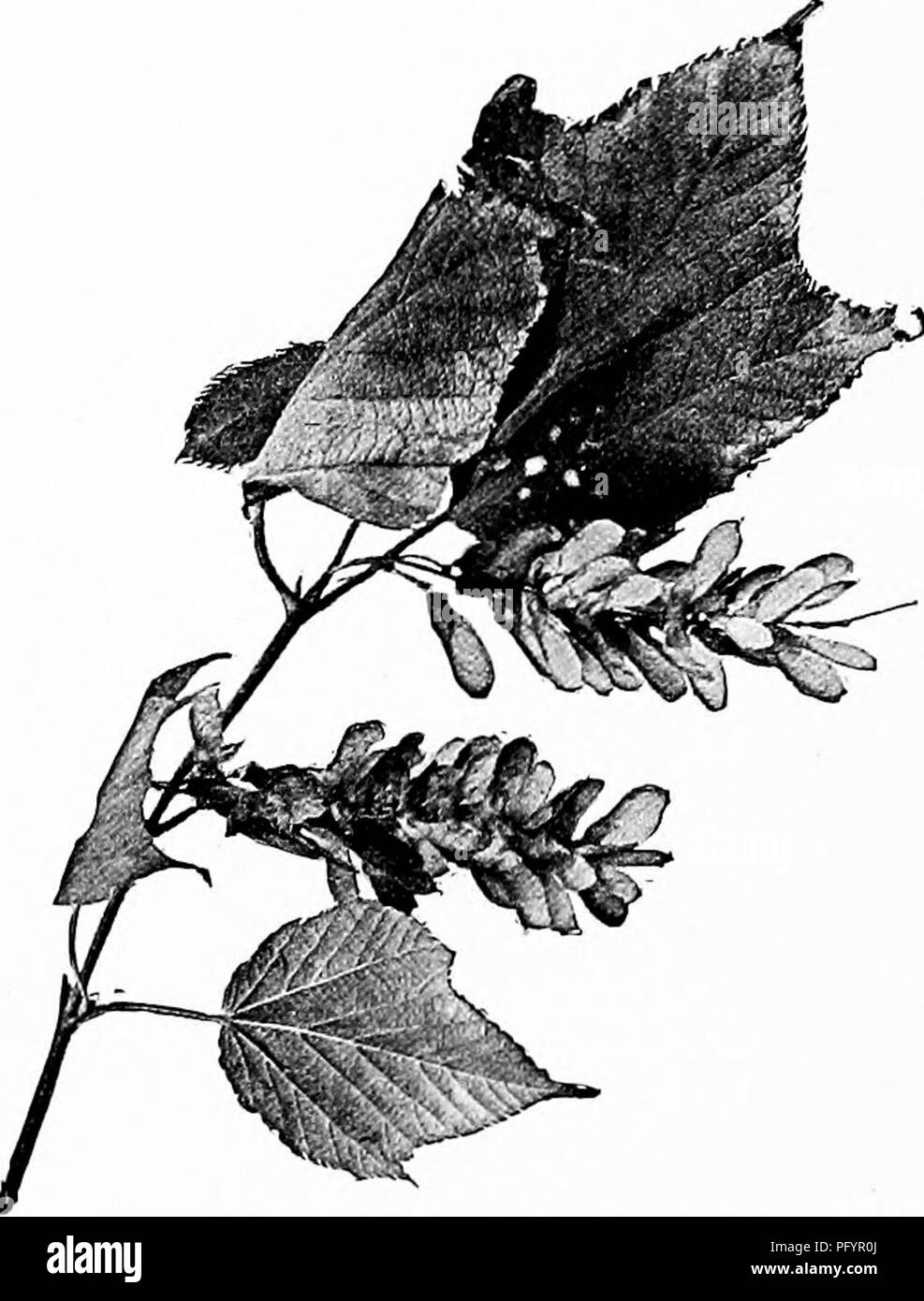 Tapped maple tree Black and White Stock Photos & Images - Alamy