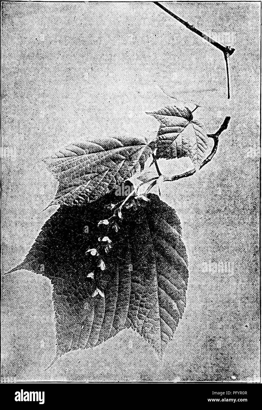 Maple seed Black and White Stock Photos & Images - Alamy