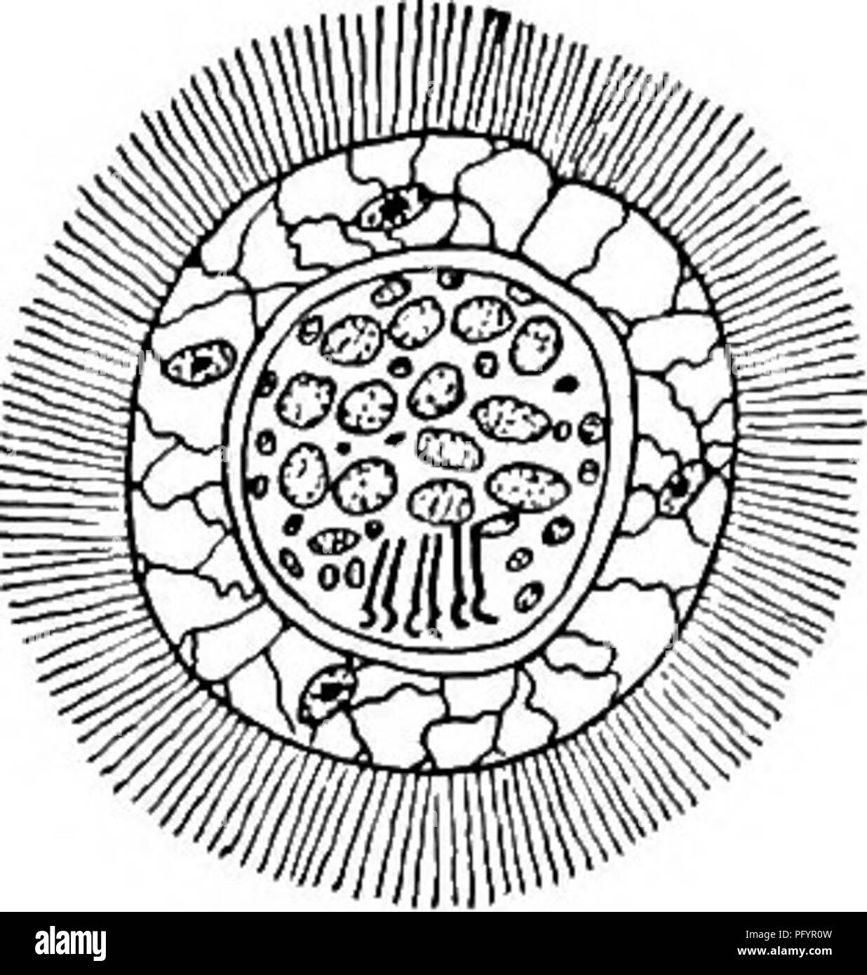 This text explores freshwater biology, particularly focusing on ...